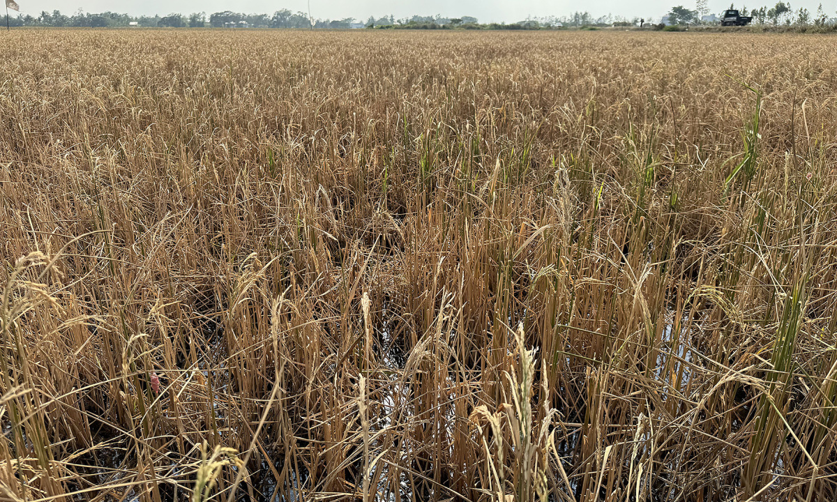 Western rice fields burned dry during the peak of salinity drought ...