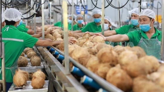 Vietnam’s fresh coconut imports to the US experience four-digit growth ...